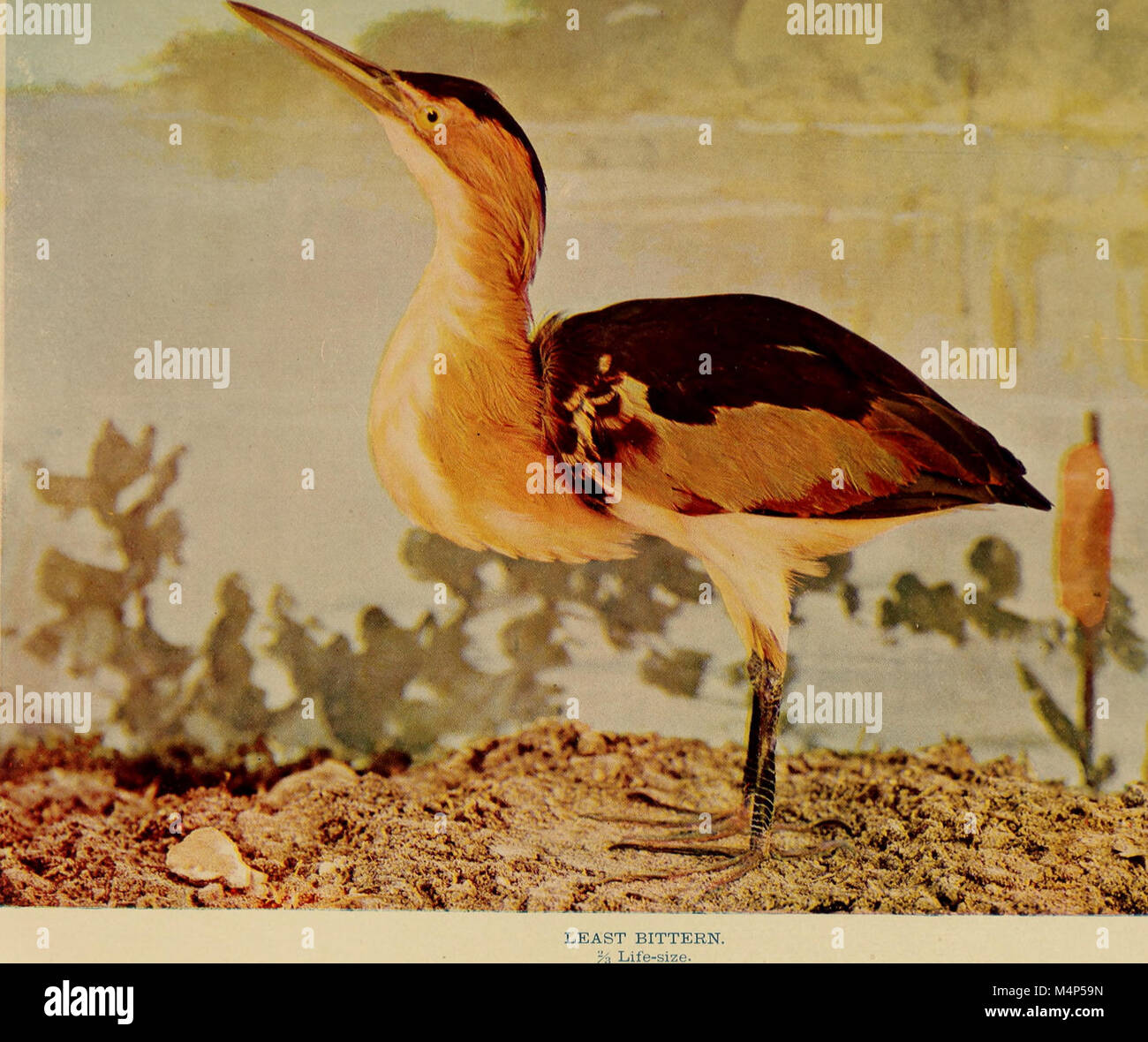 'Birds that Hunt and Are Hunted' (1905) is a study of predatory birds ...