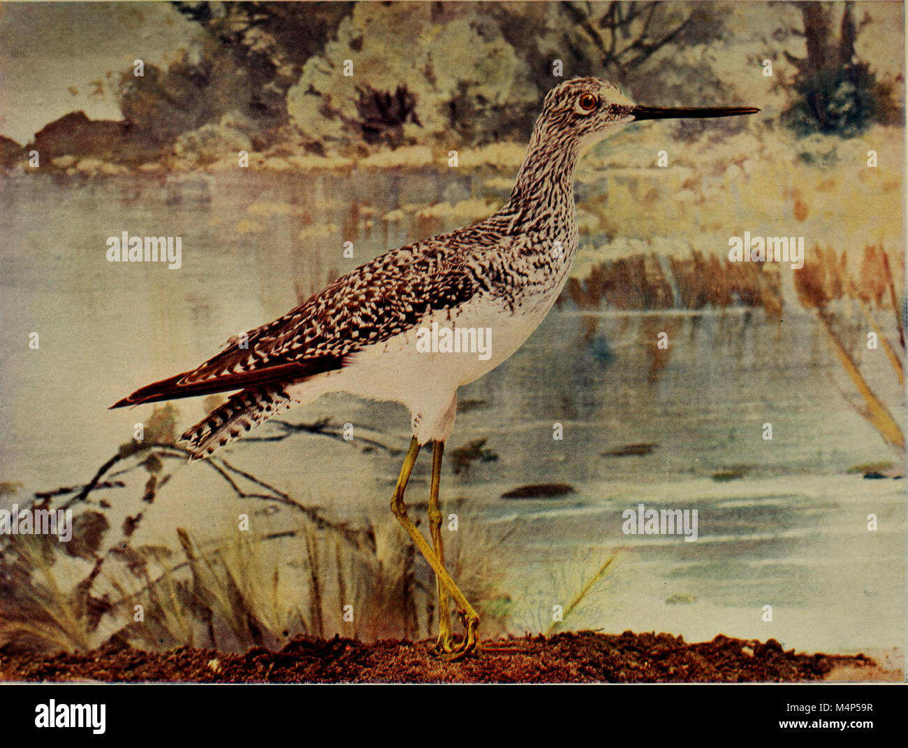 Birds that hunt and are hunted; (1905) (14563529050 Stock Photo - Alamy