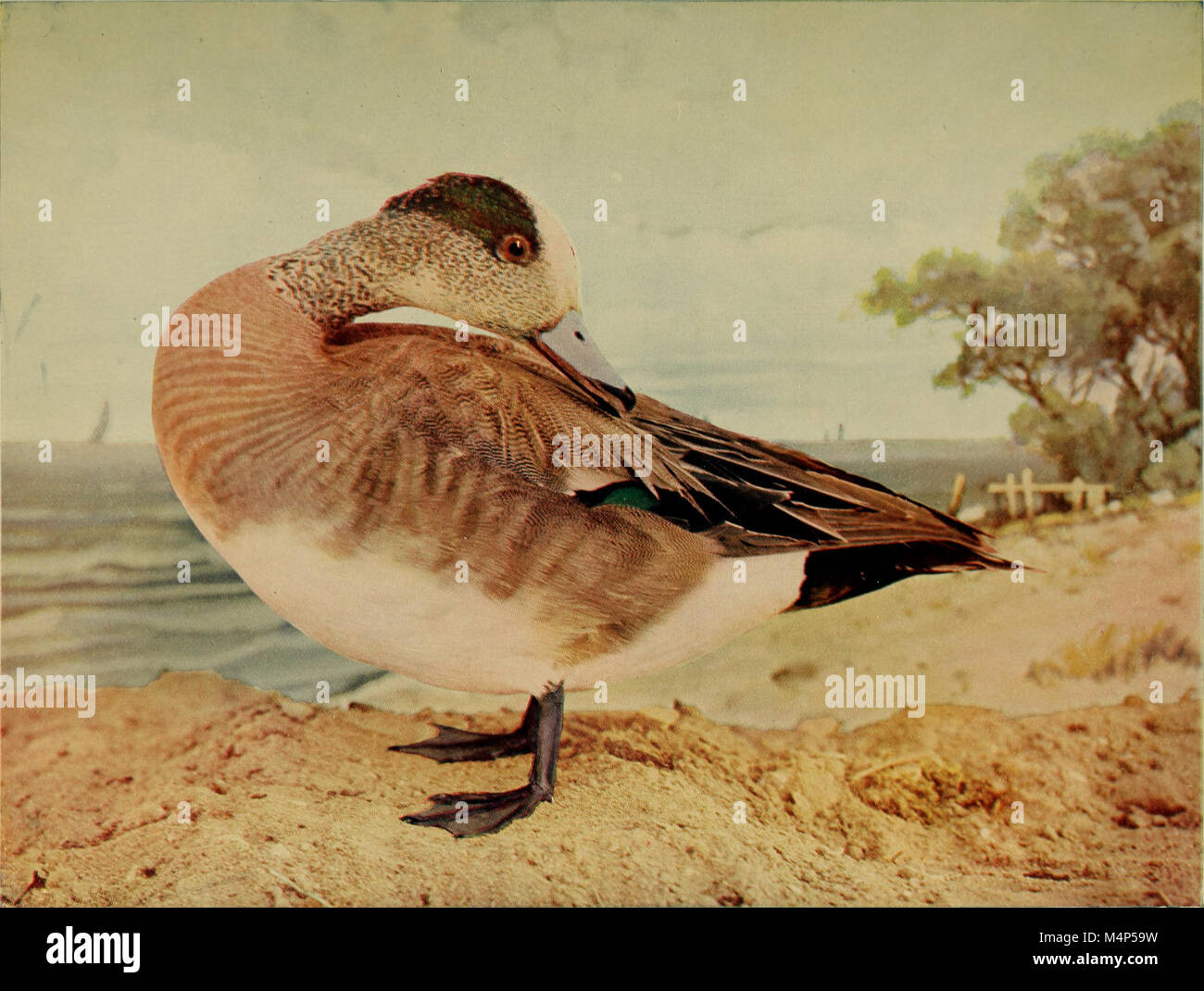 Birds that hunt and are hunted; (1905) (14563530518 Stock Photo - Alamy