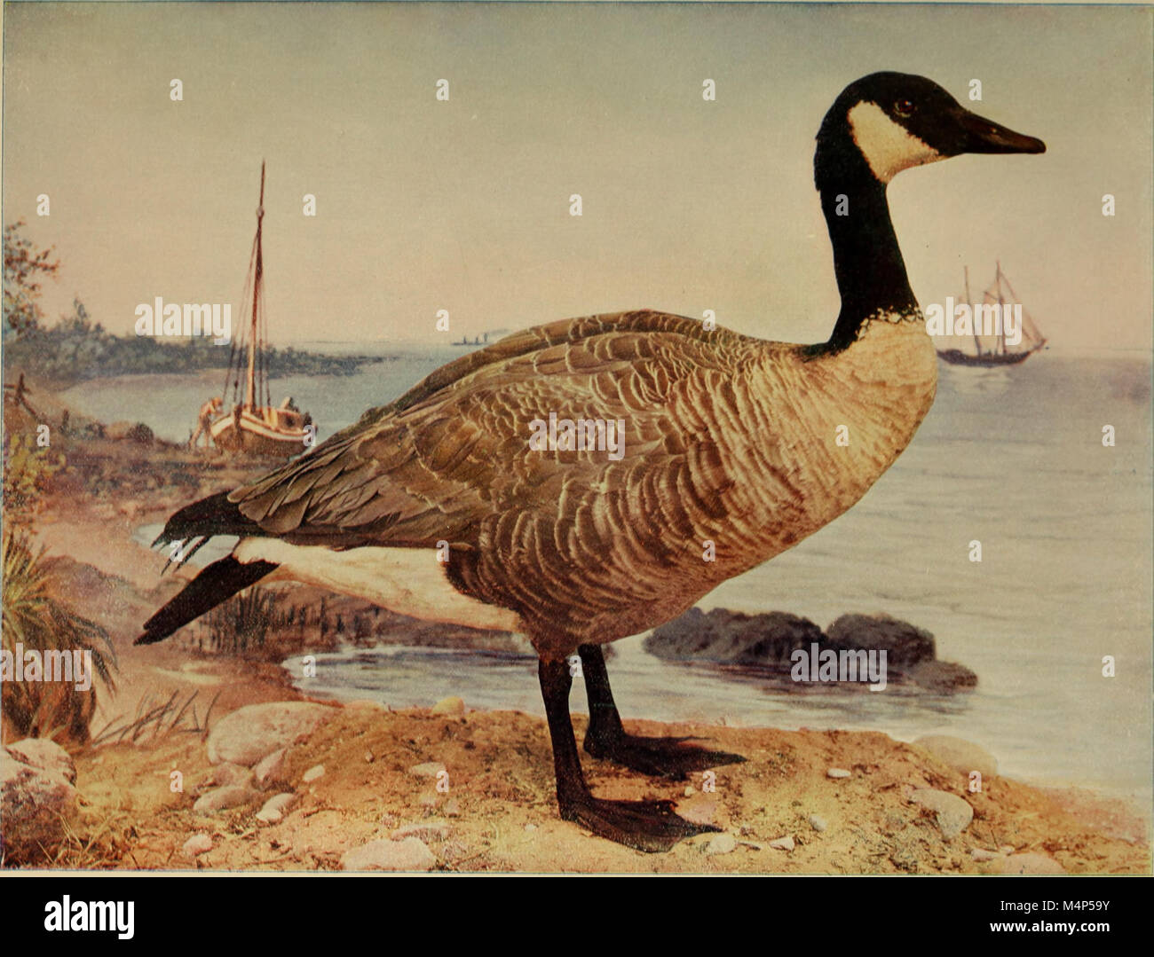 This 1905 work examines predatory birds and their prey, focusing on ...