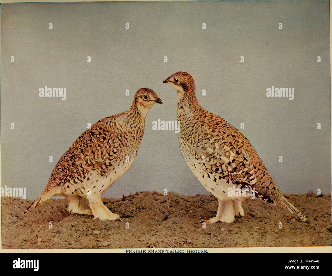 'Birds that Hunt and Are Hunted' (1905) examines predator-prey ...