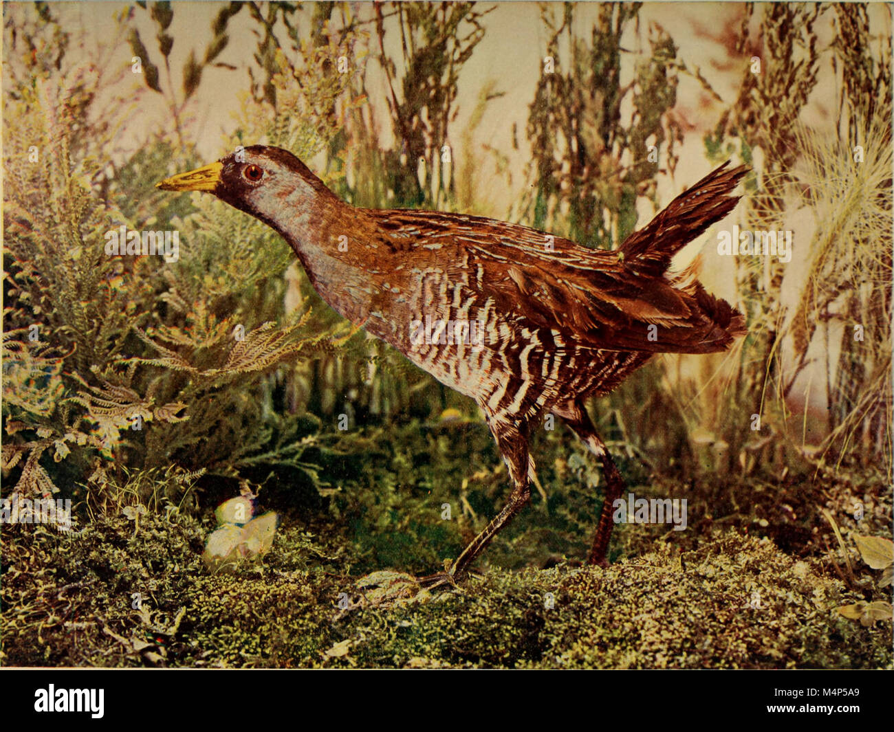 'Birds that Hunt and Are Hunted' (1905) explores the predatory and ...