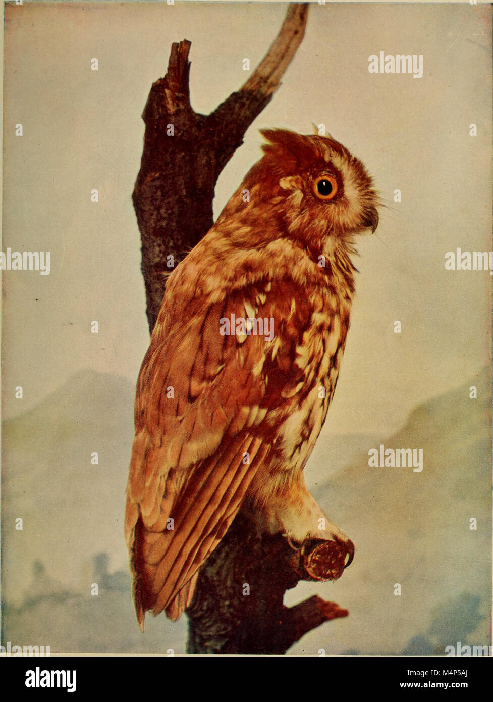 The 1905 publication 'Birds that Hunt and Are Hunted' focuses on bird ...