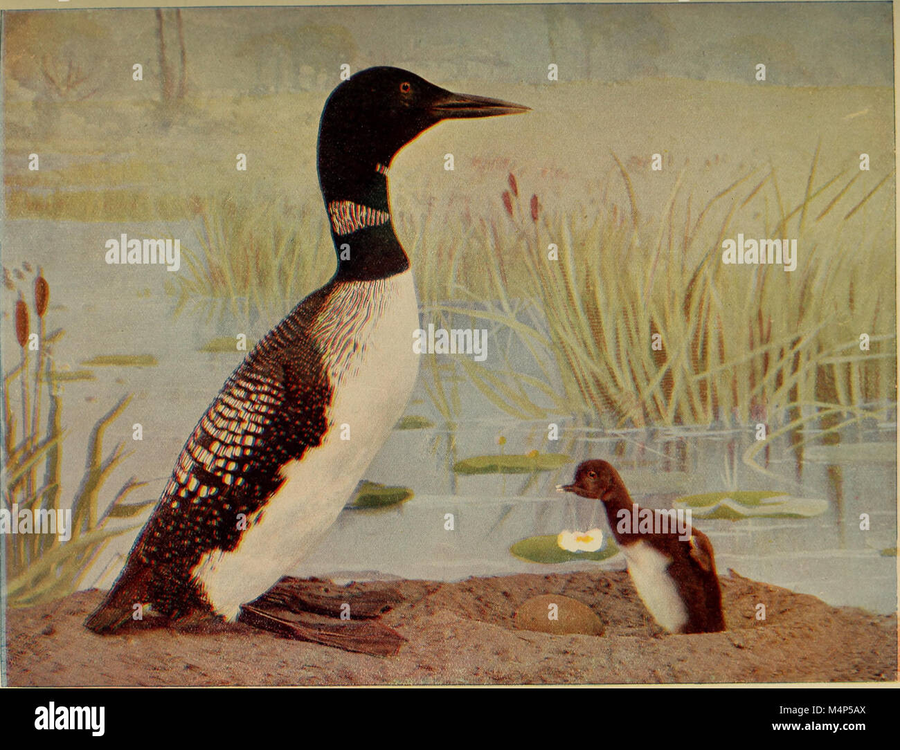This 1905 work explores the predatory behaviors of certain bird species ...