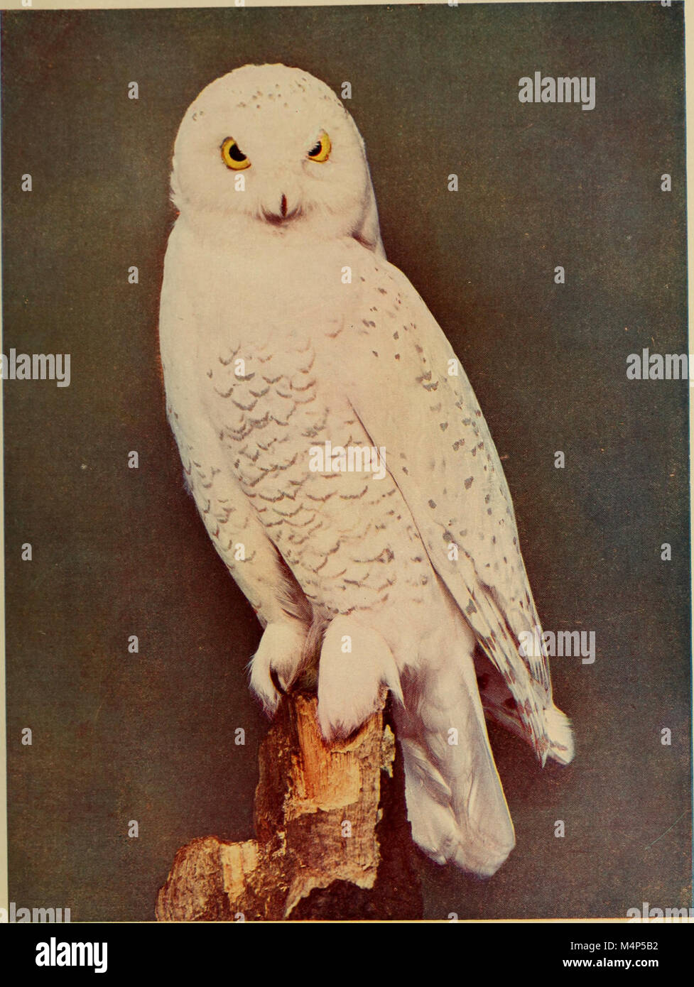 'Birds that Hunt and Are Hunted' (1905) provides a study of predatory ...