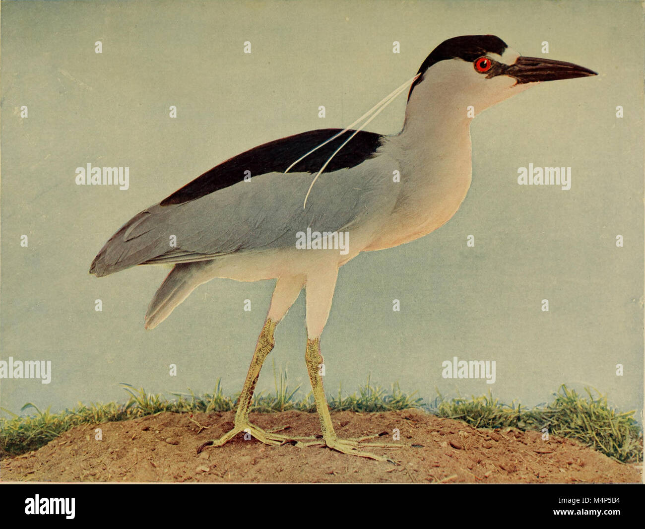 *Birds That Hunt and Are Hunted* (1905) explores predatory bird species ...