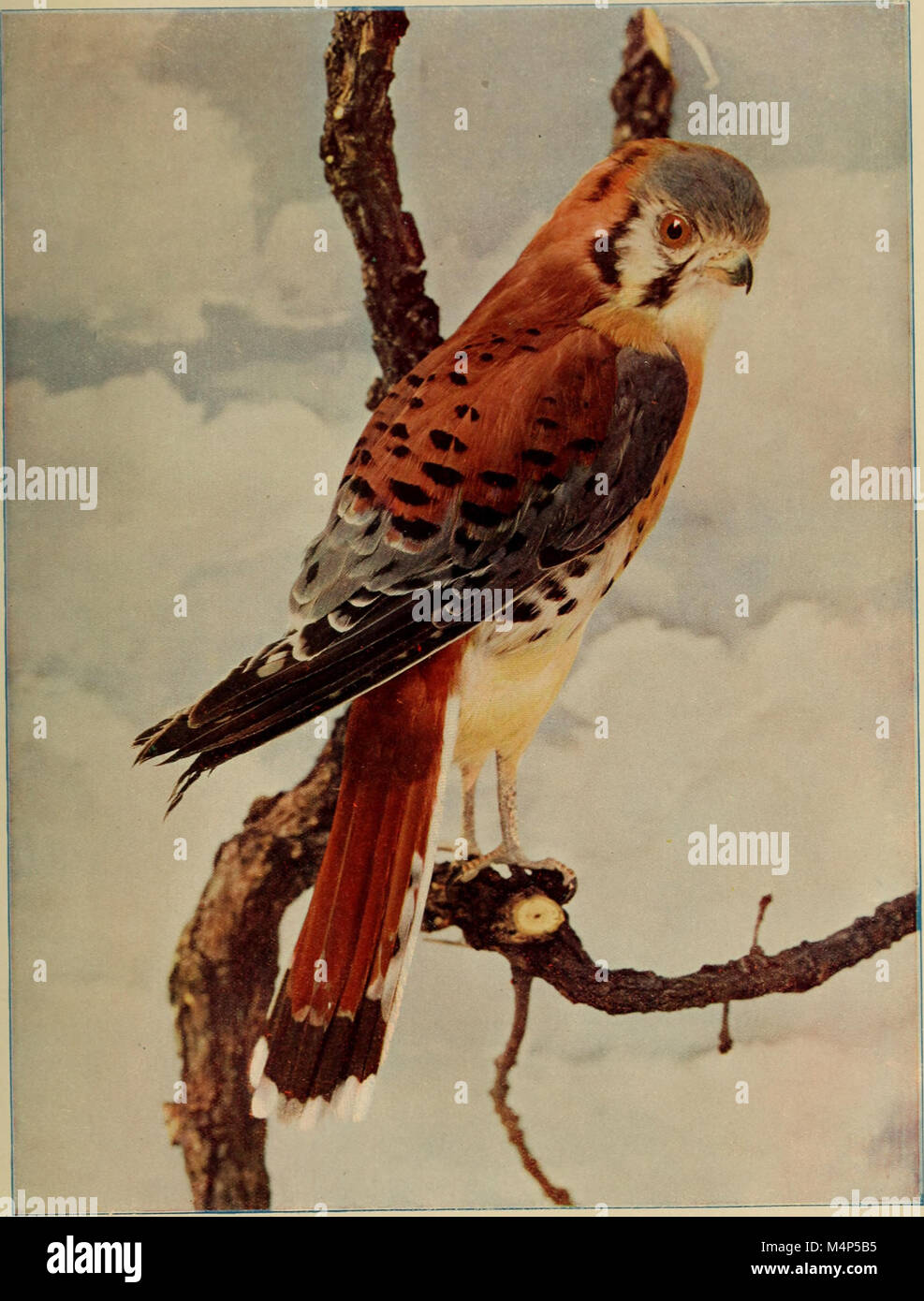 Birds that hunt and are hunted; (1905) (14747066001 Stock Photo - Alamy