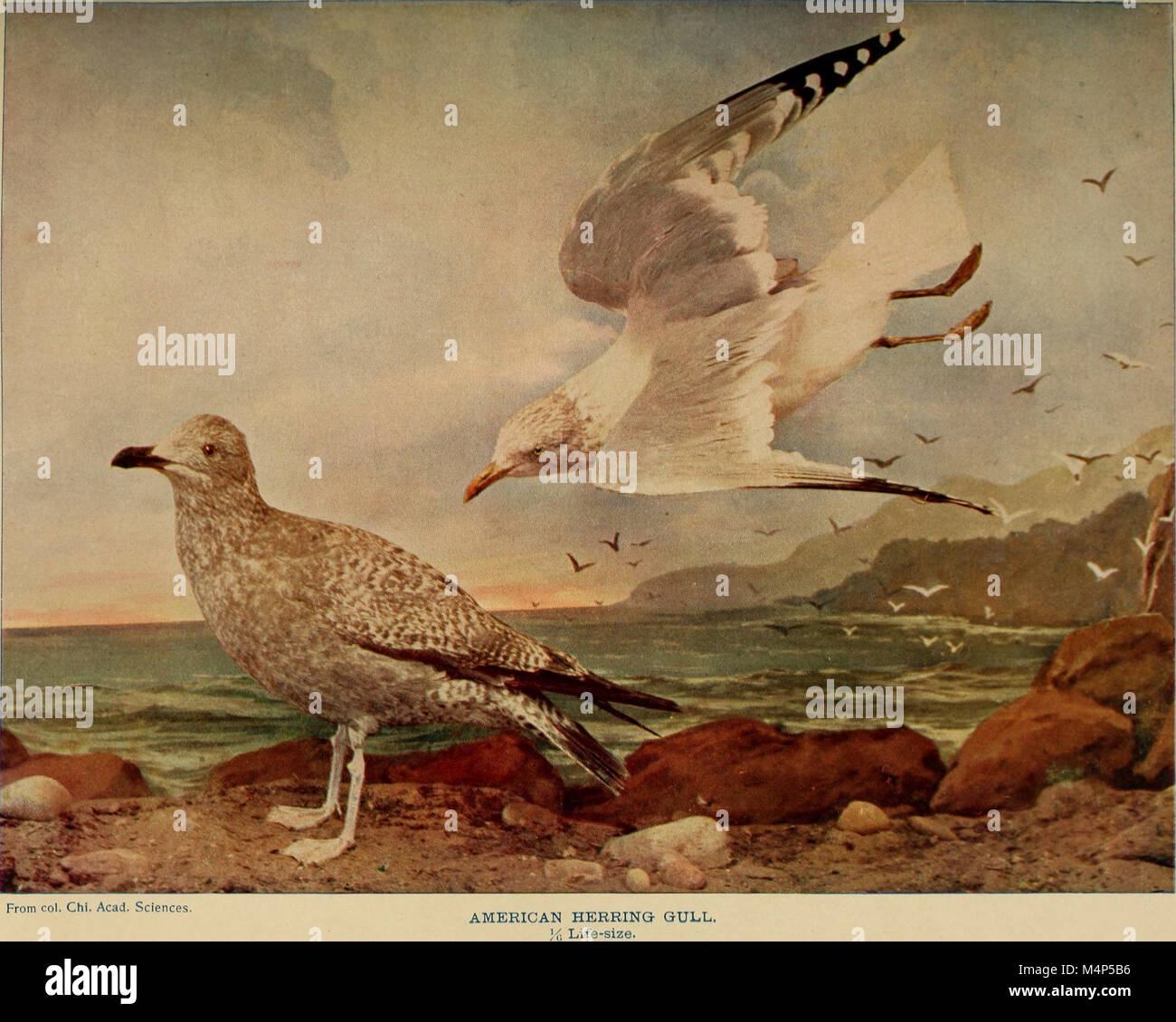 Birds that hunt and are hunted; (1905) (14747821274 Stock Photo - Alamy