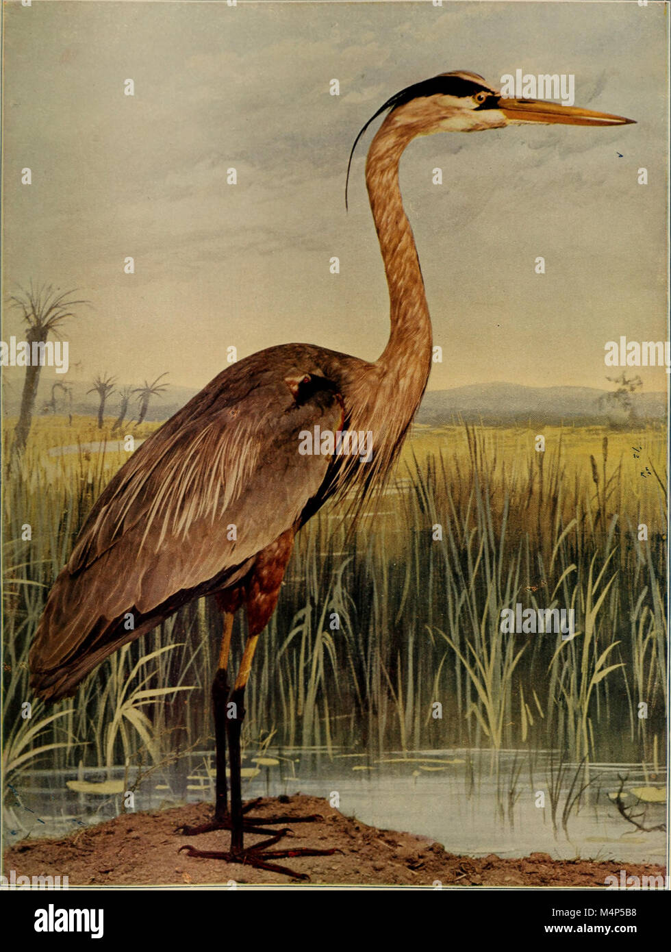 Birds that hunt and are hunted; (1905) (14747845304 Stock Photo - Alamy