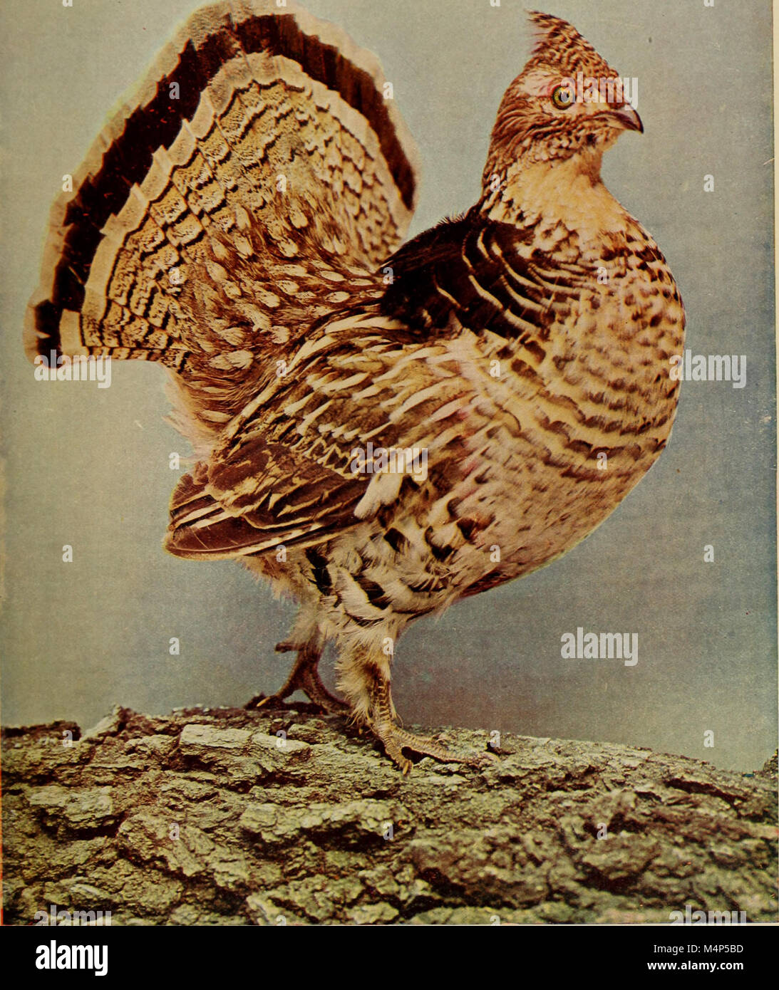 'Birds that Hunt and are Hunted' from 1905 examines the dual role of ...