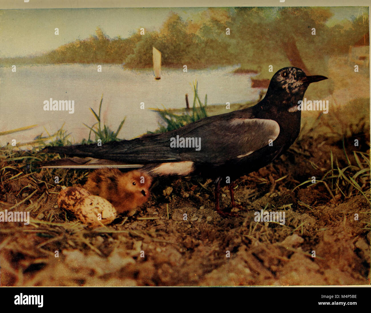 Birds that hunt and are hunted; (1905) (14749864202 Stock Photo - Alamy