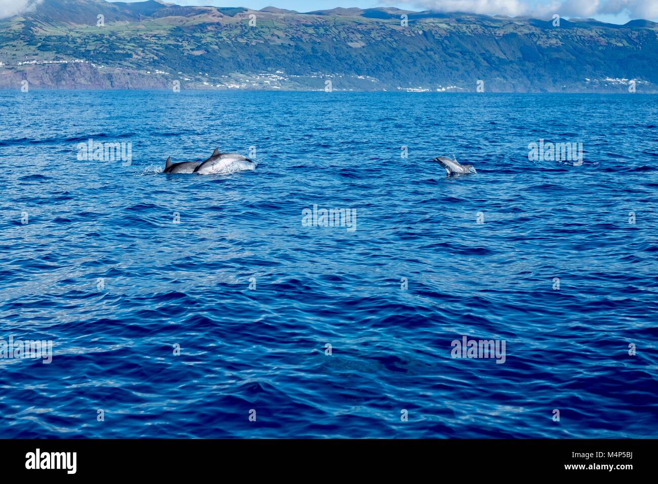 Spotted dolphins swimming off the volcanic coast of the Azores Stock ...