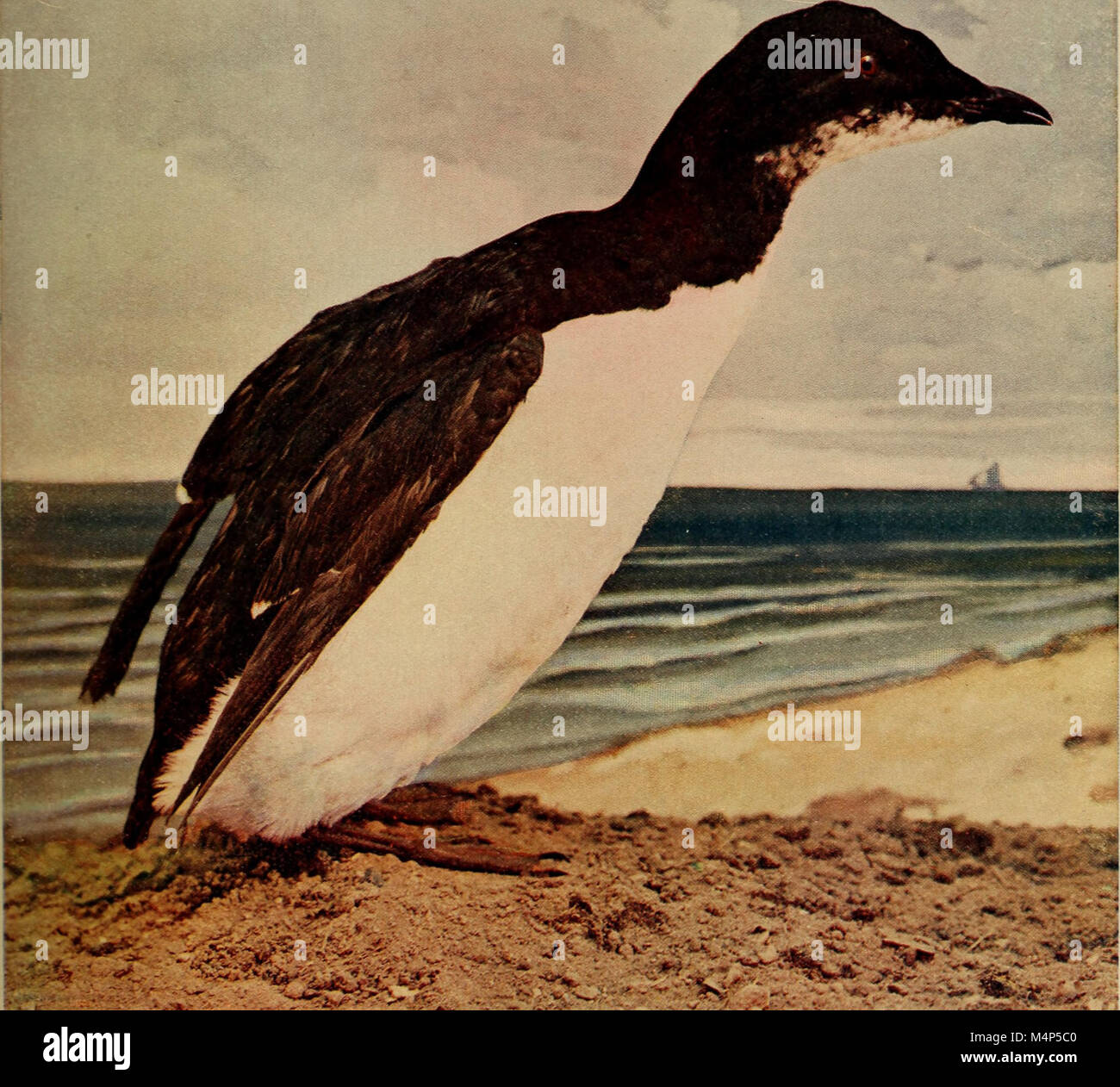 Birds that hunt and are hunted; (1905) (14770031333 Stock Photo - Alamy