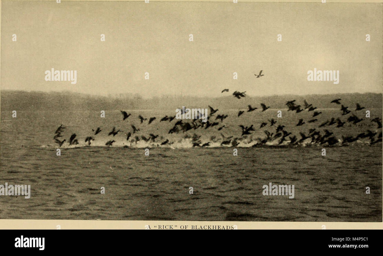 'Birds That Hunt and Are Hunted' (1905) explores the behaviors of ...