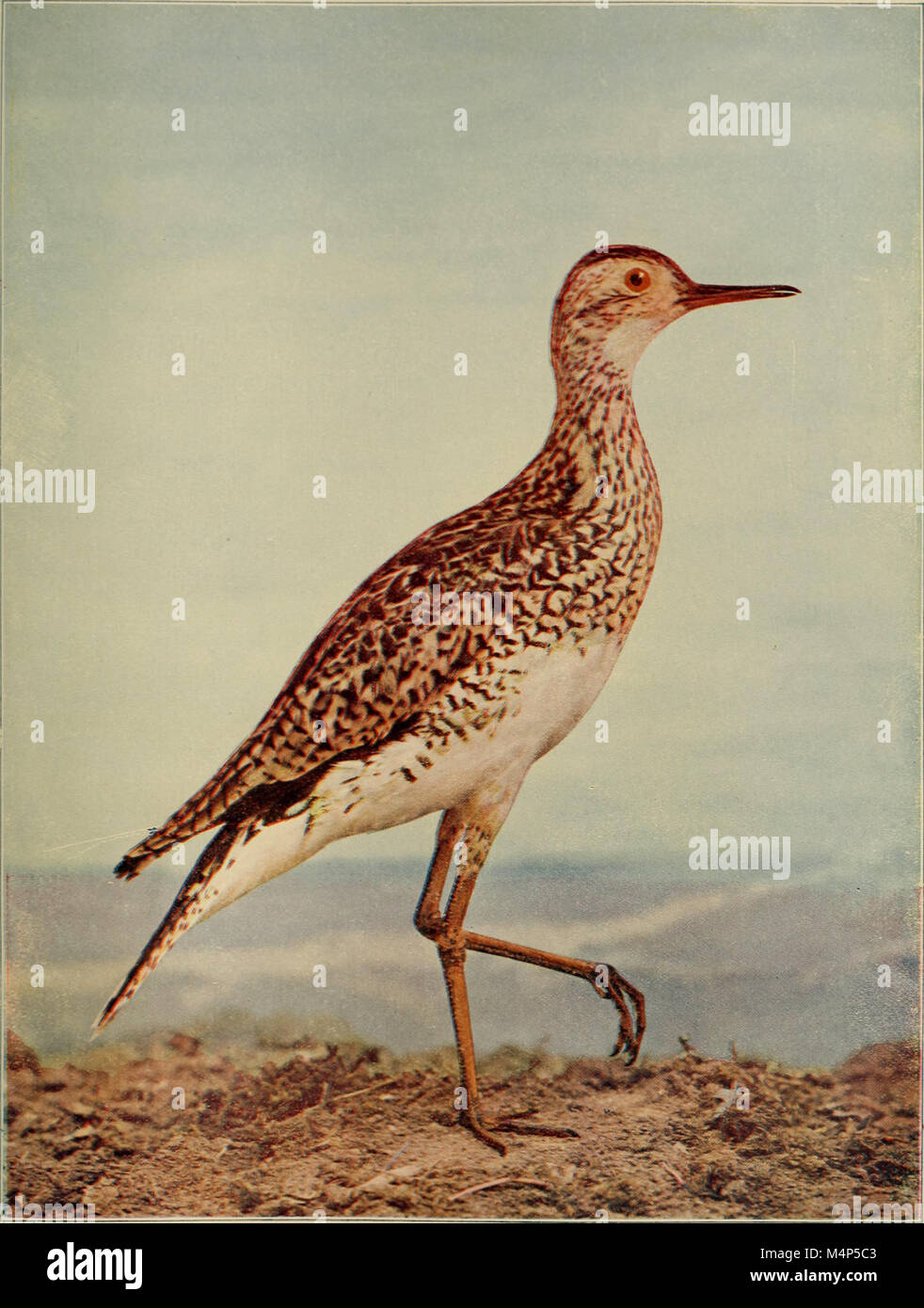 'Birds That Hunt and Are Hunted' (1905) examines bird species that ...