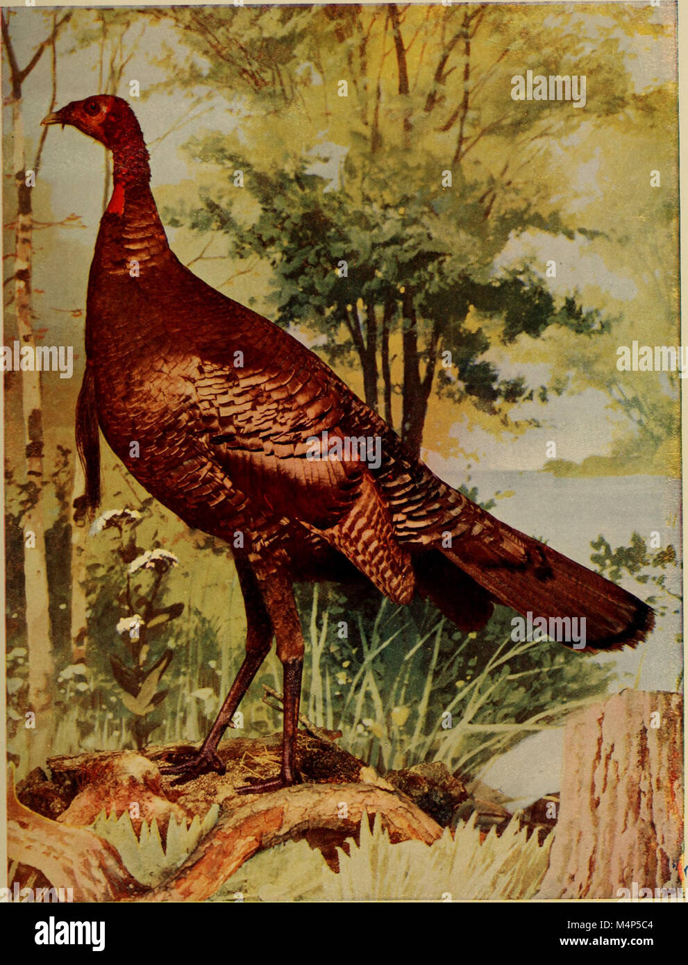 Birds that hunt and are hunted; (1905) (14770093353 Stock Photo - Alamy