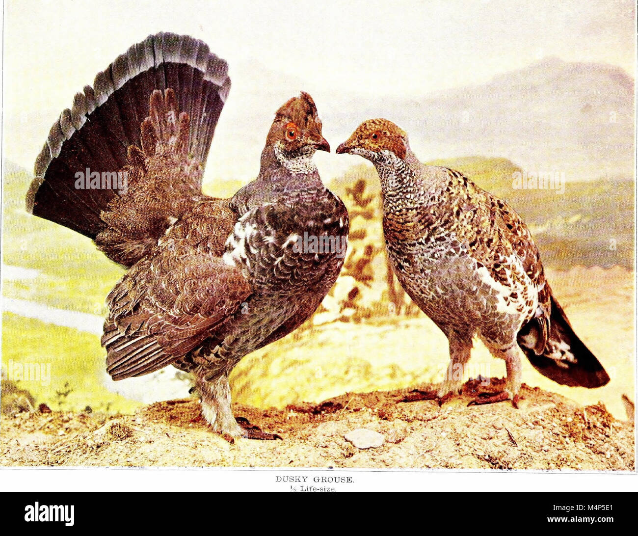 This 1898 work provides life histories of 170 species, including birds ...