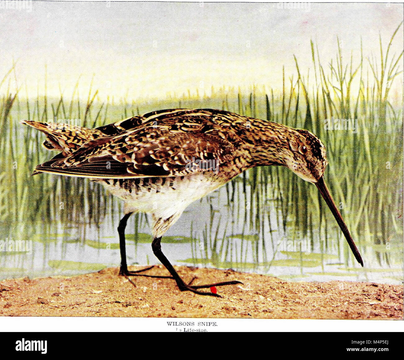 Birds that hunt and are hunted; life histories of one hundred and ...