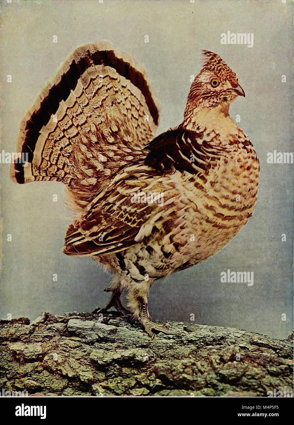 Birds That Hunt and Are Hunted (1902) is a comprehensive guide to 170 ...