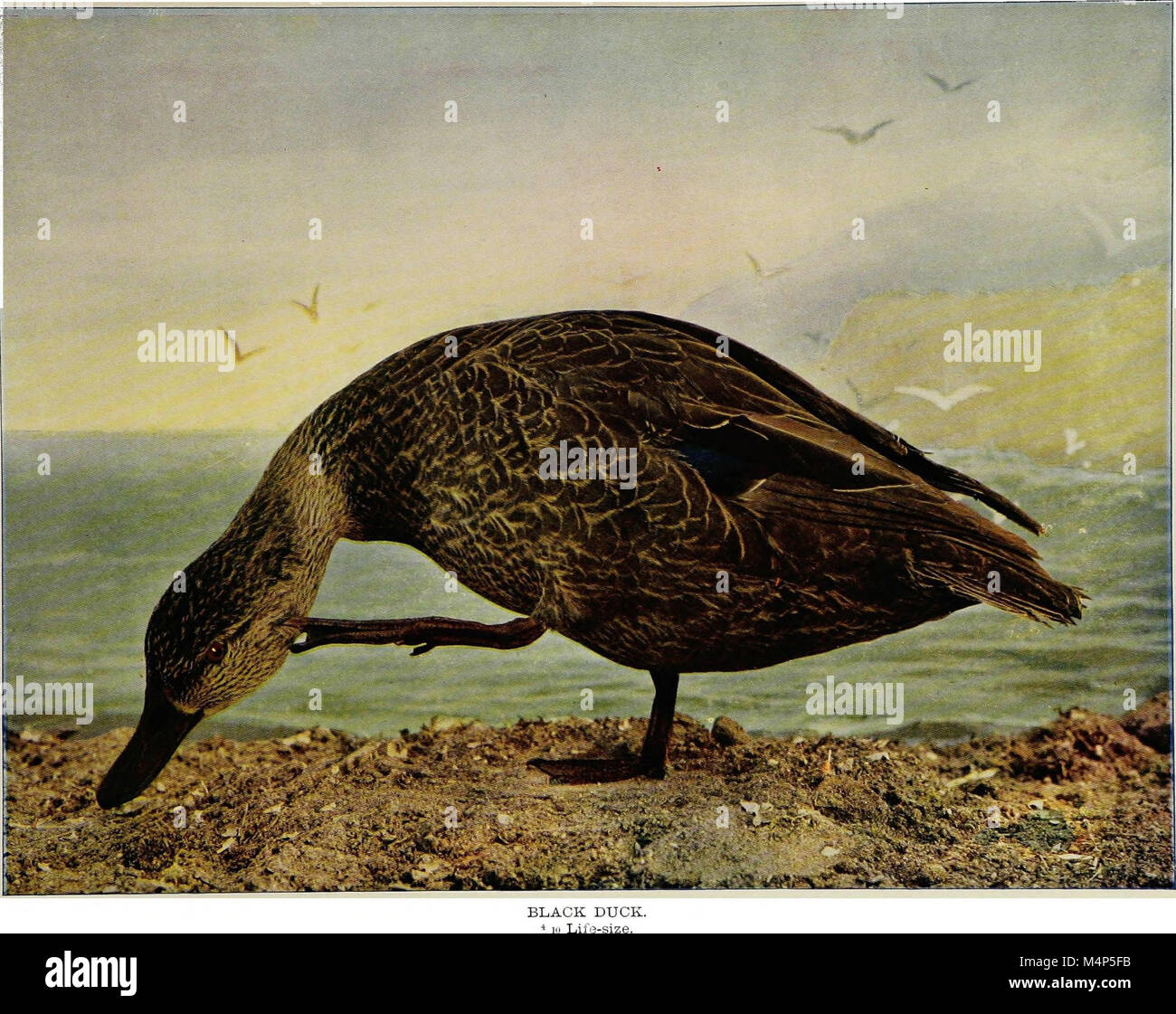 'Birds That Hunt and Are Hunted' (1902) provides a comprehensive study ...