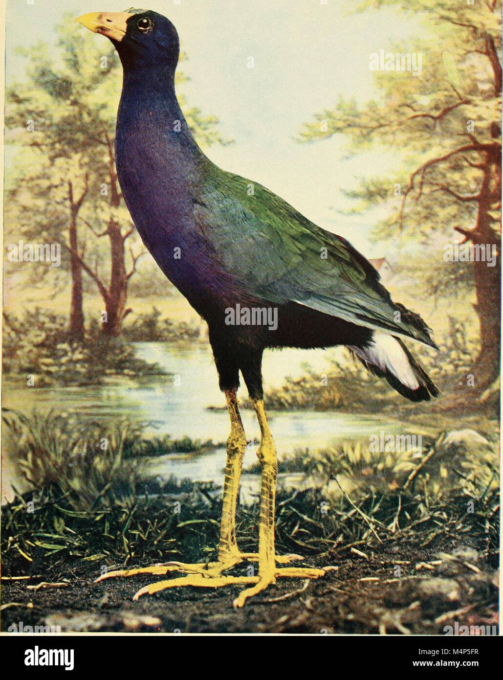 Birds that hunt and are hunted - life histories of one hundred and ...