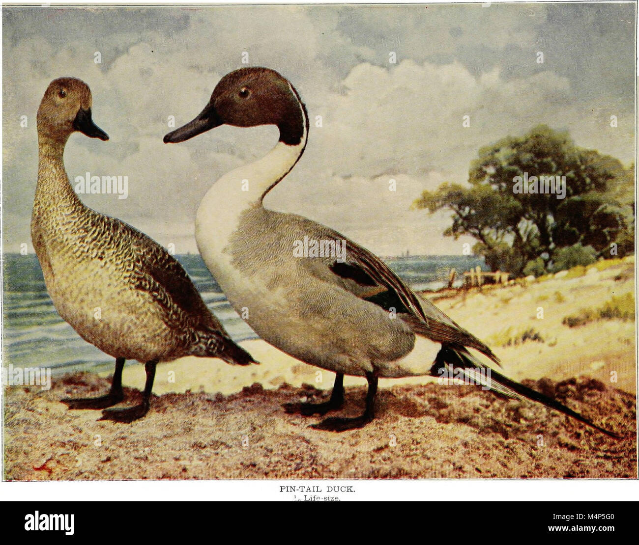 Birds that hunt and are hunted - life histories of one hundred and ...