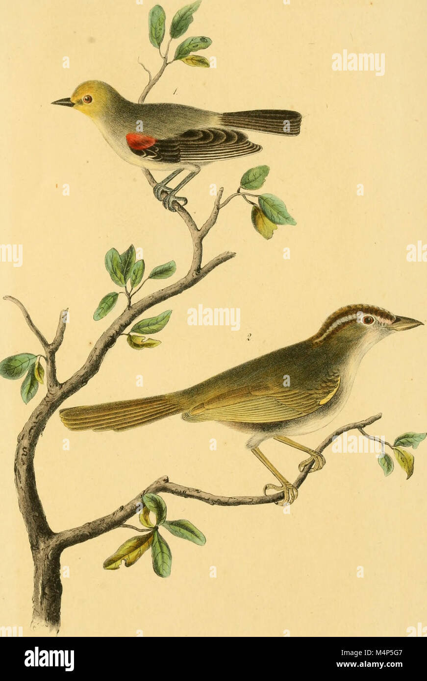 The Annals of the Lyceum of Natural History of New York, published in ...