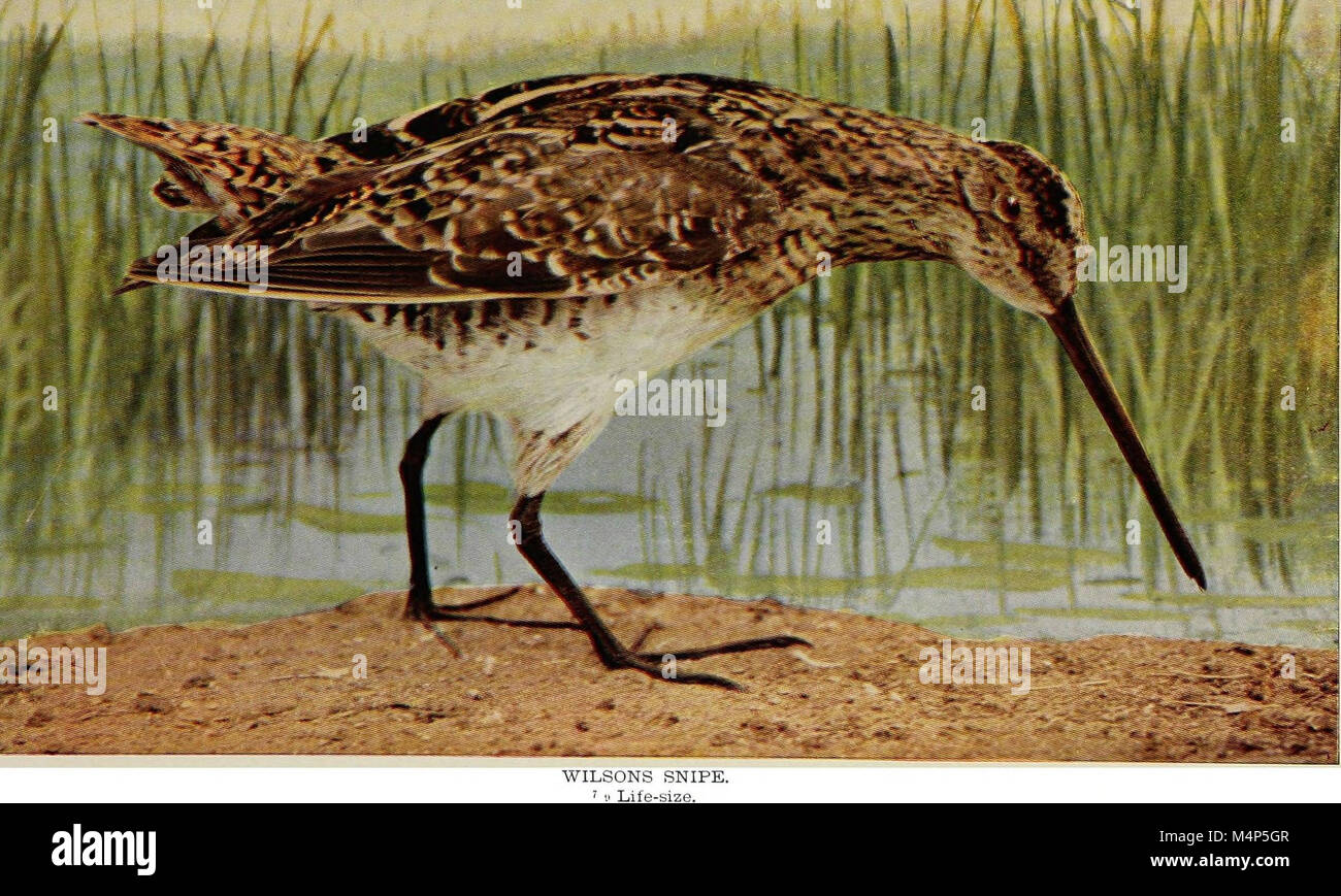 Birds that hunt and are hunted - life histories of one hundred and ...