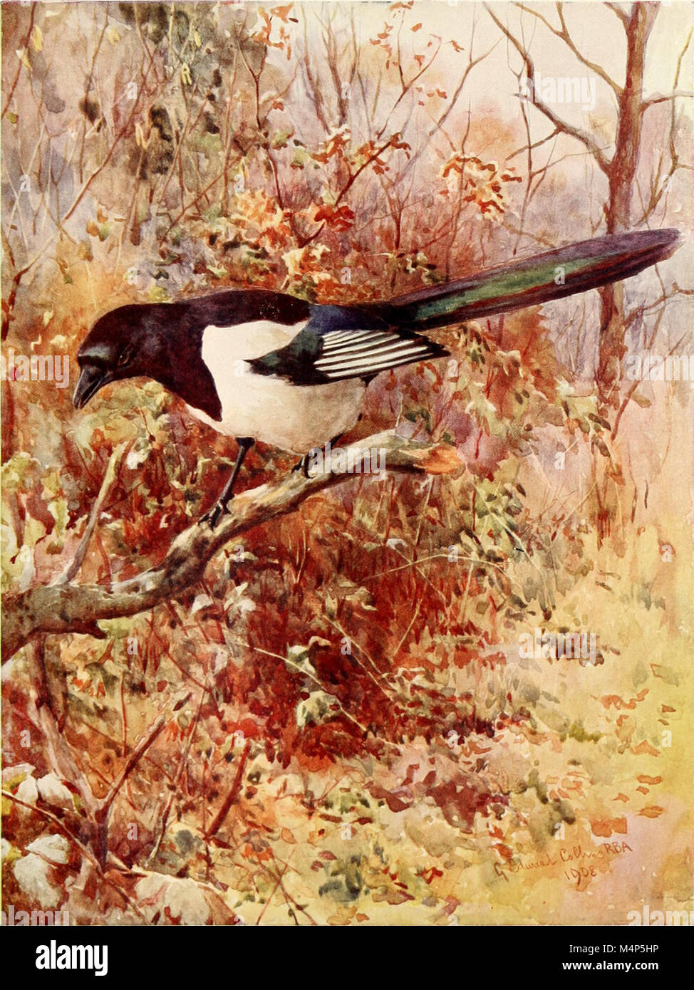 This 1922 publication provides a year-long observation of bird species ...