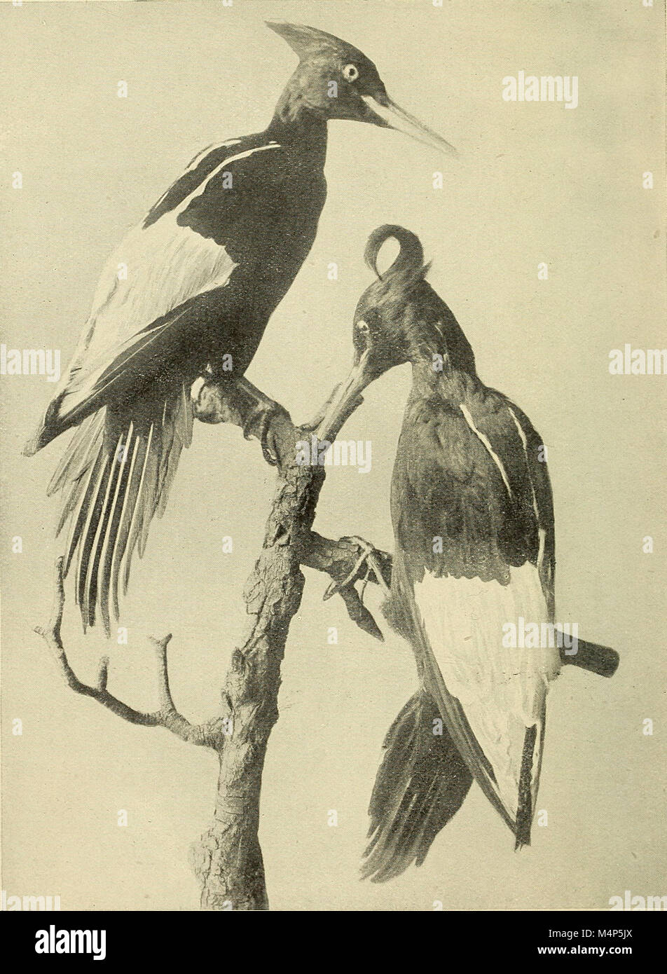A 1919 study on bird behavior, examining both the psychological and ...