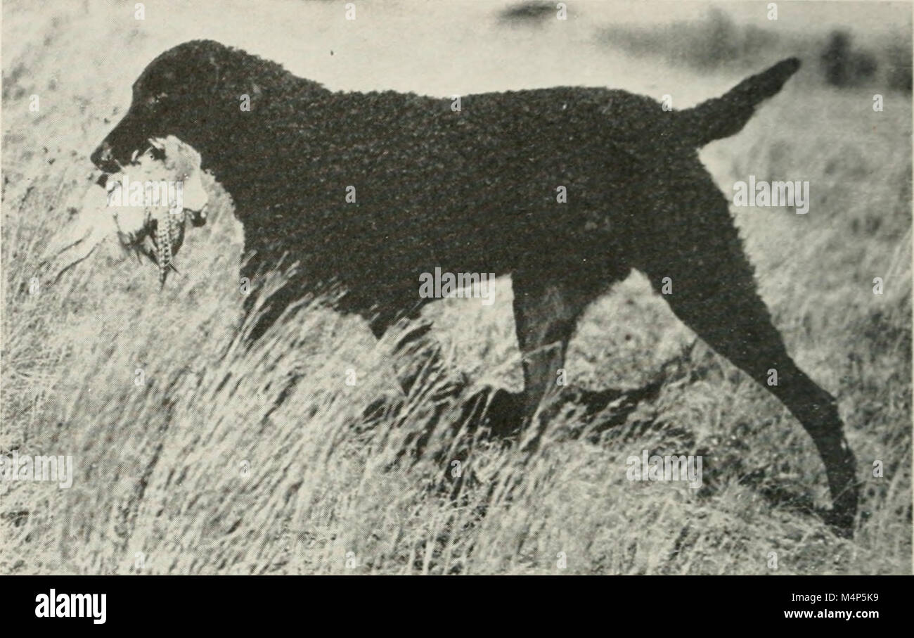 Bird Dogs in Sport and Conservation (1948) explores the role of bird ...