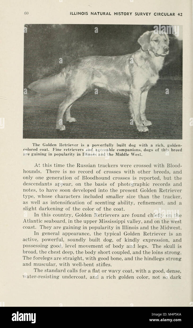 This 1948 publication explores the role of bird dogs in sporting ...