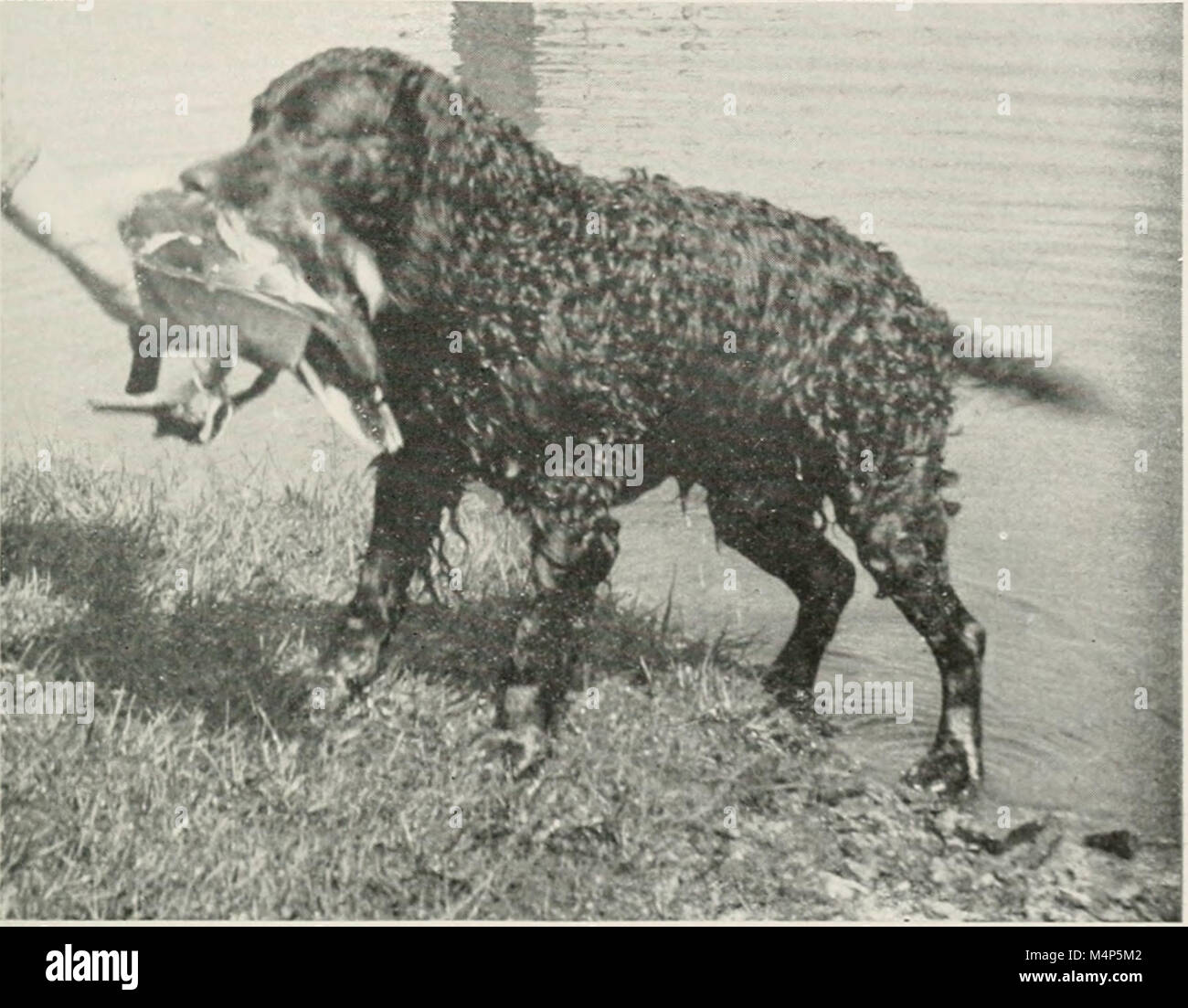 *Bird Dogs in Sport and Conservation* (1948) discusses the role of bird ...
