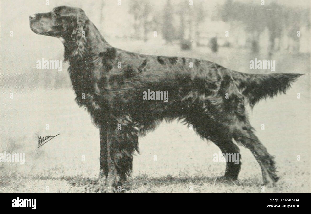 *Bird Dogs in Sport and Conservation* (1948) examines the role of bird ...