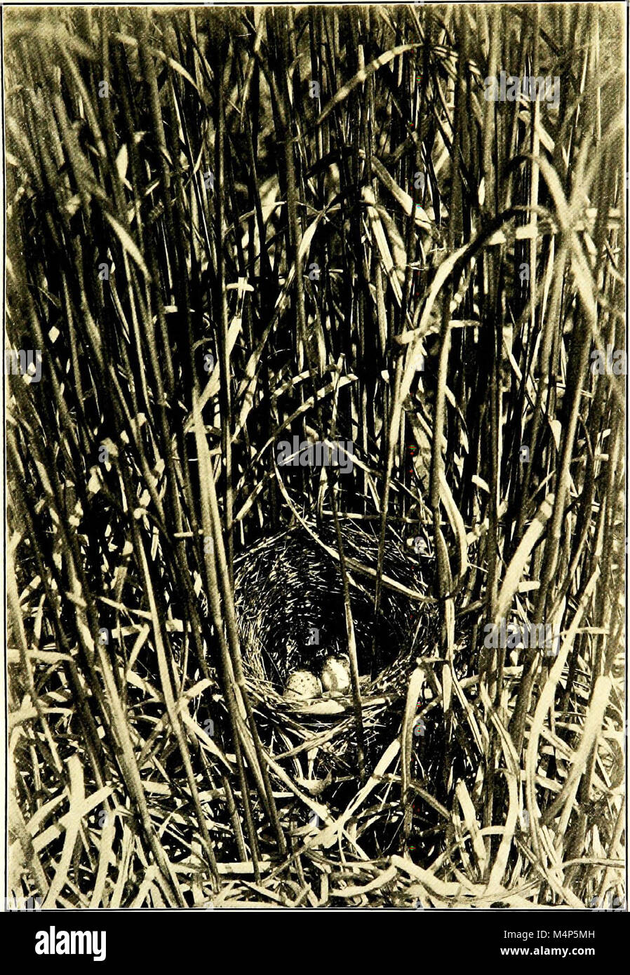 Work on bird homes hi-res stock photography and images - Alamy