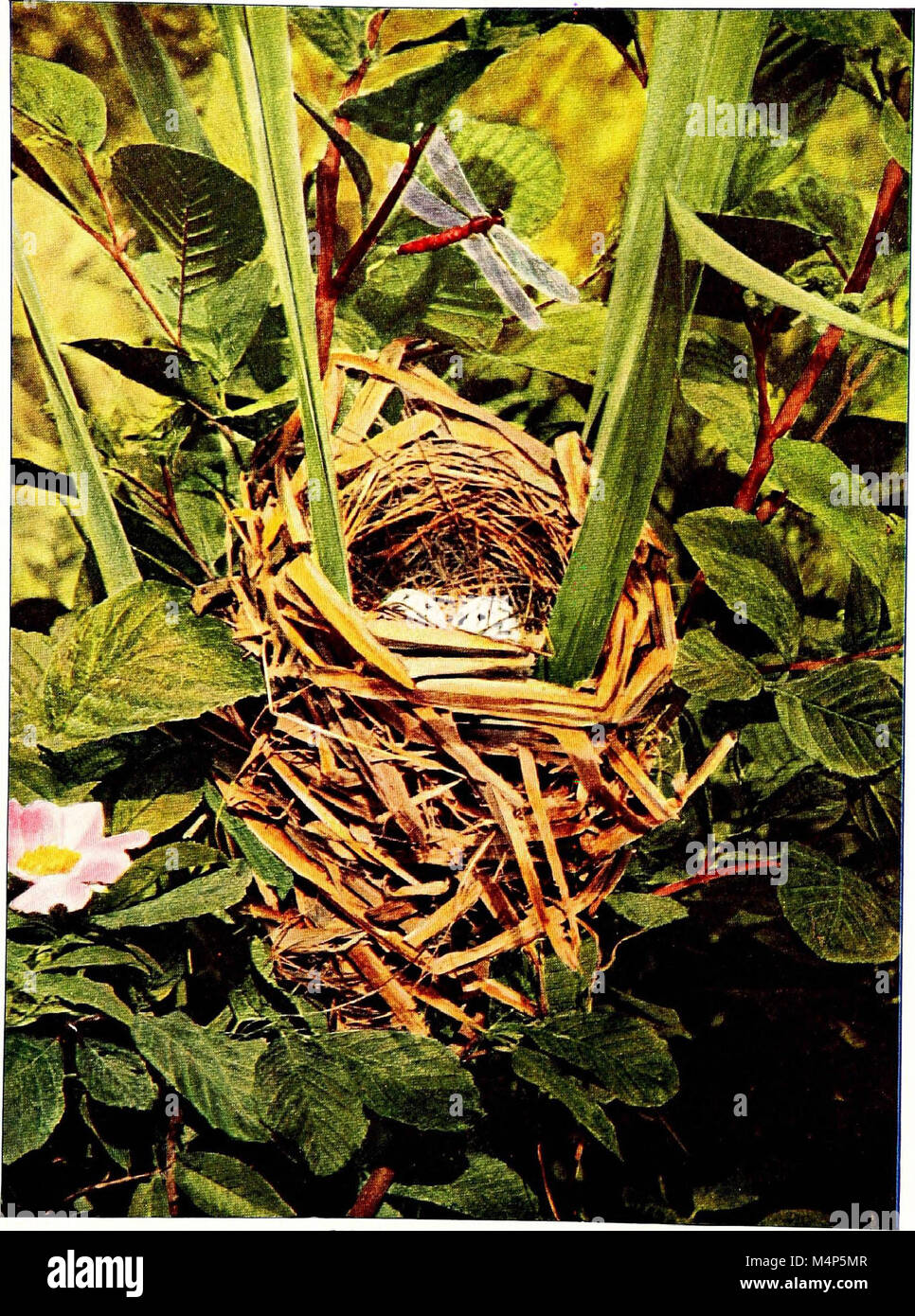 Bird homes. The nests, eggs and breeding habits of the land birds ...