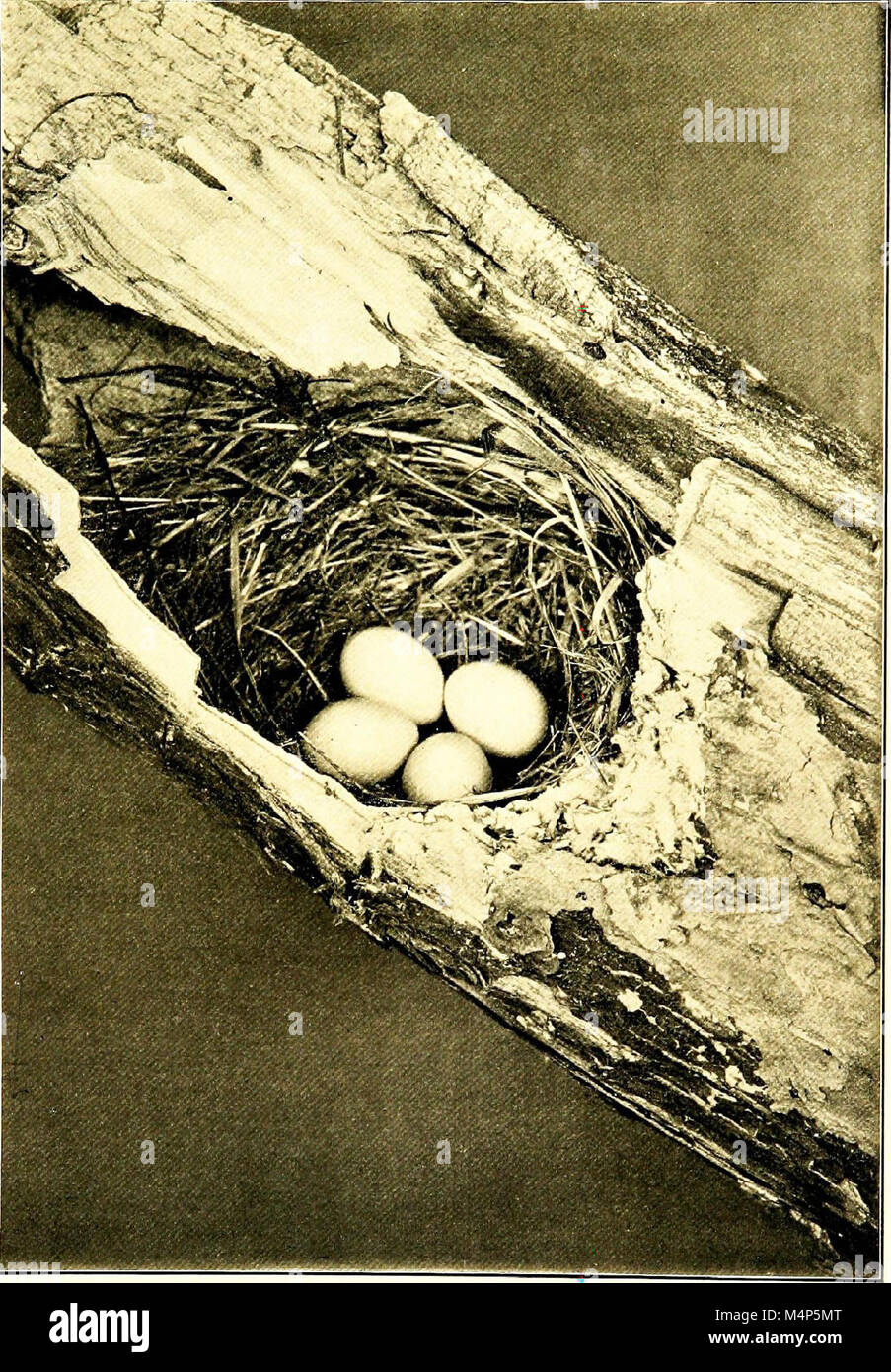 Bird homes. The nests, eggs and breeding habits of the land birds ...