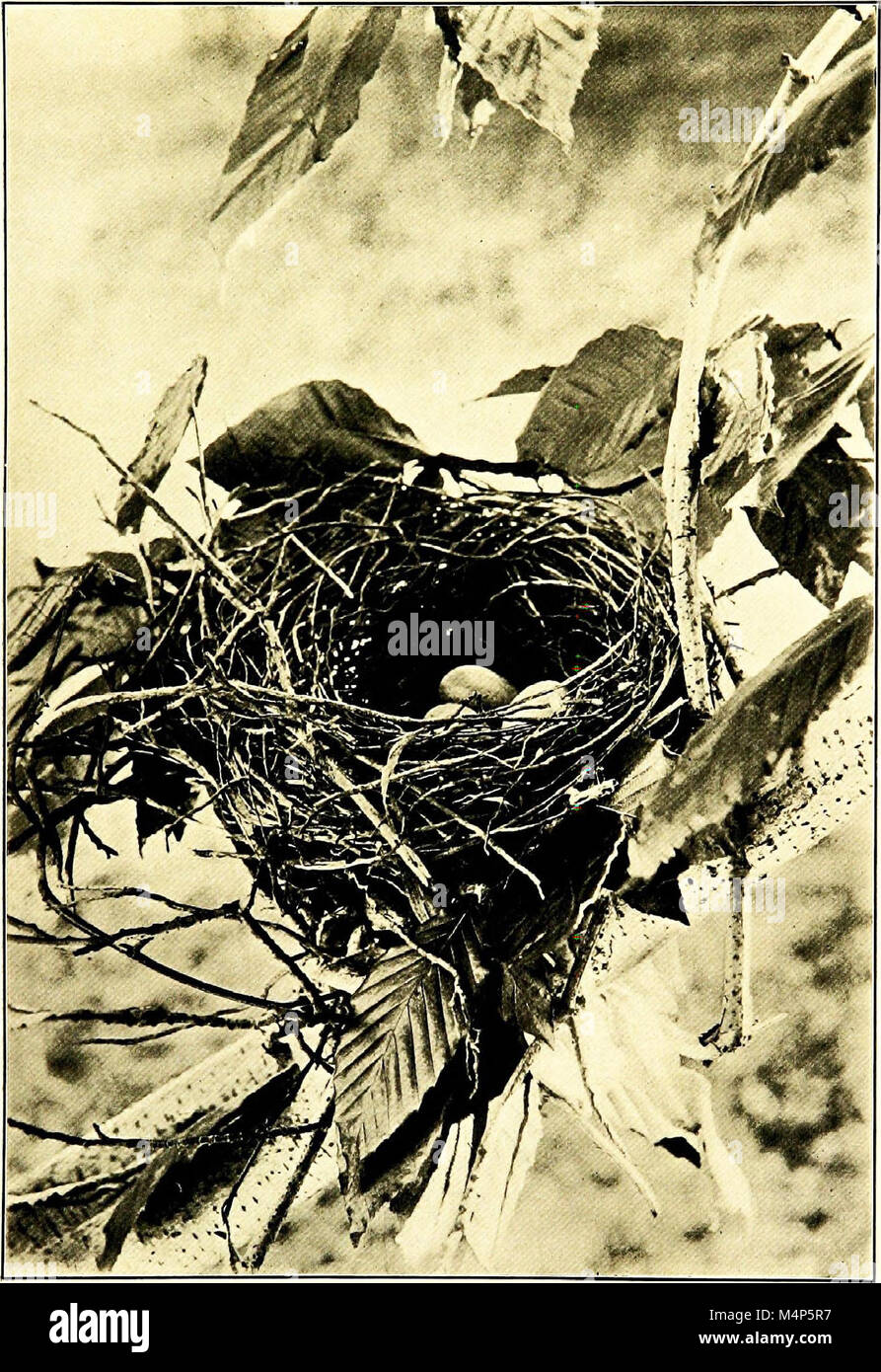 This book covers the nesting, egg-laying, and breeding behaviors of ...