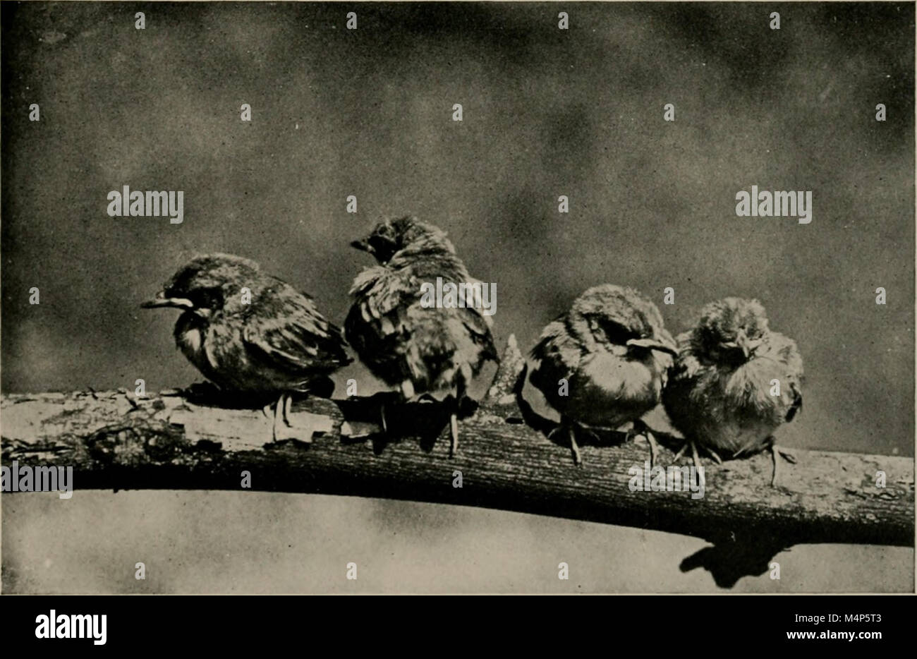 Bird homes - the nests, eggs, and breeding habits of the land birds ...