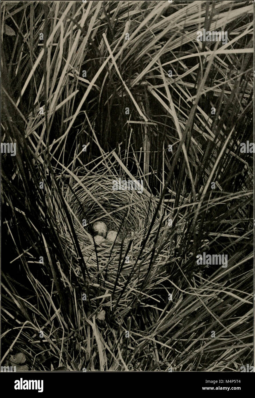 'Bird Homes' (1905) details the nesting, eggs, and breeding habits of ...