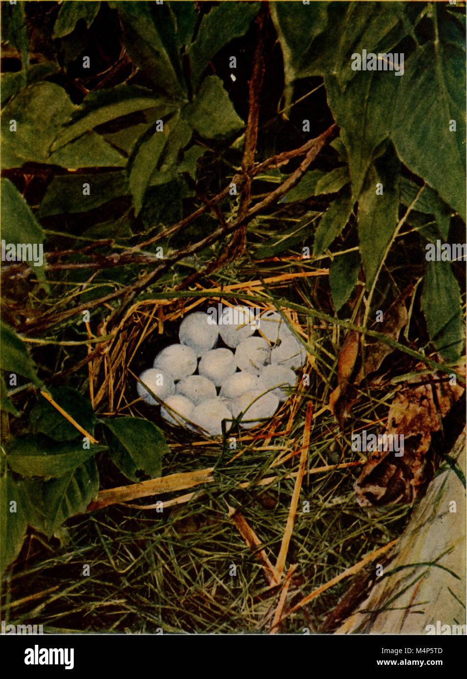Bird homes - the nests, eggs, and breeding habits of the land birds ...