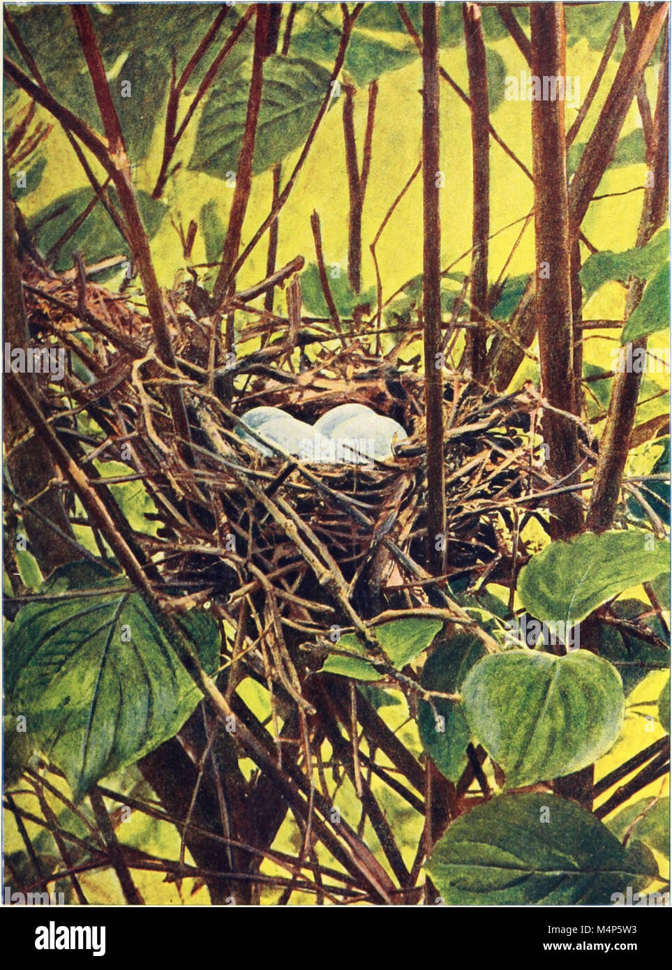 Bird homes - the nests, eggs and breeding habits of the land birds ...