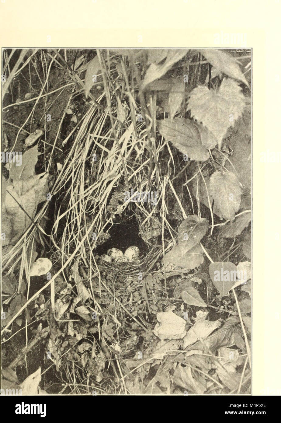 This 1902 publication details the nesting, egg-laying, and breeding ...