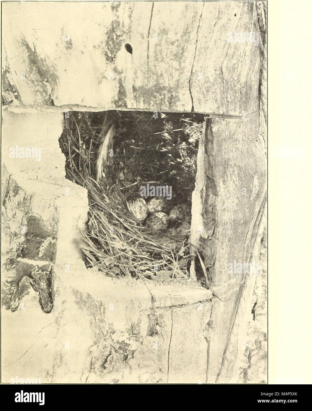 Work on bird homes hi-res stock photography and images - Alamy