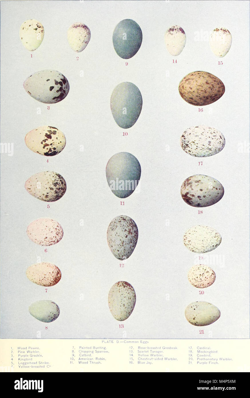 Bird homes - the nests, eggs and breeding habits of the land birds ...