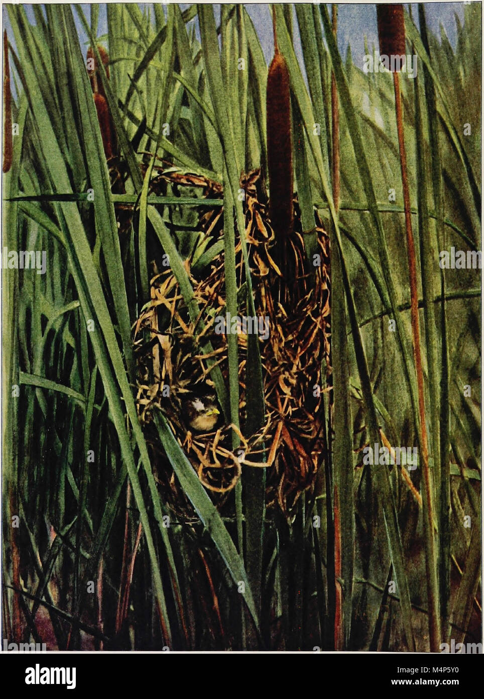 'Bird Homes' (1903) provides insights into the nesting, eggs, and ...