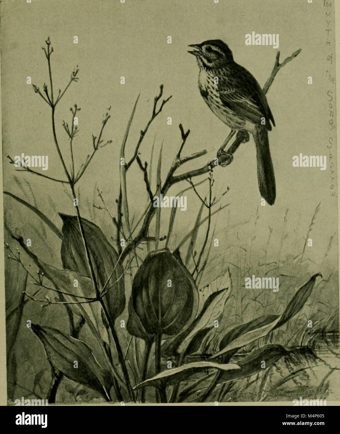 Bird Lore, published in 1899, is a periodical dedicated to the study of ...