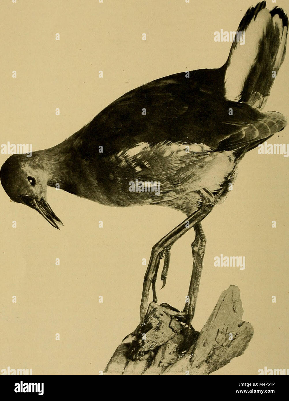 'Bird Lore' (1902) is a publication dedicated to the study of bird ...