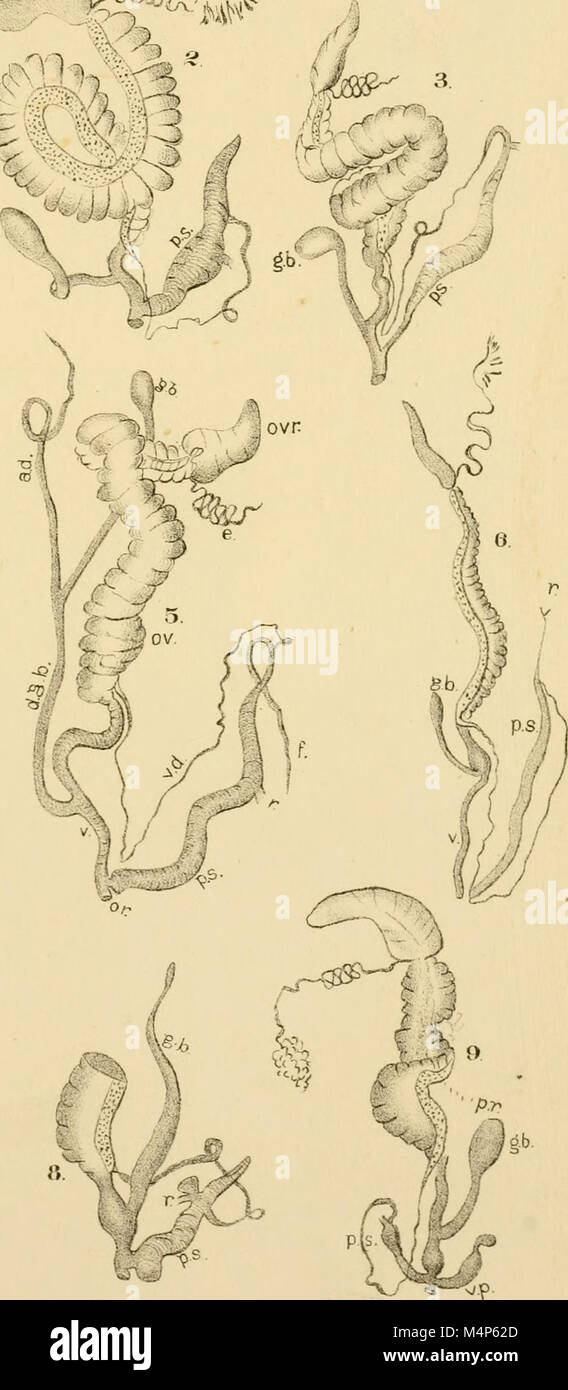 The Annals of the Lyceum of Natural History of New York is a scientific ...
