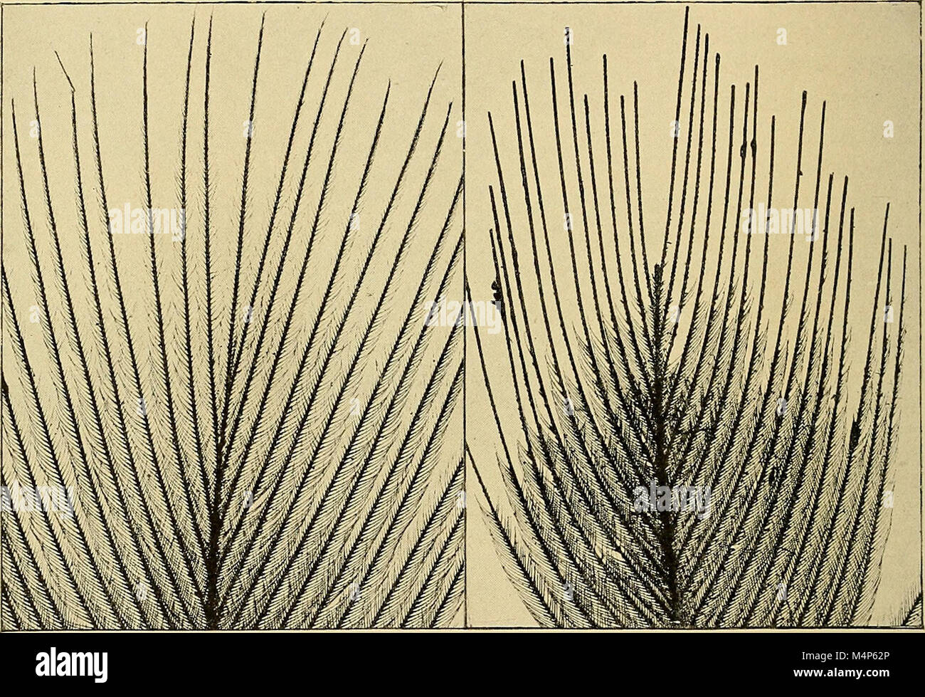 'Bird Lore' (1903) is a periodical focusing on ornithology ...